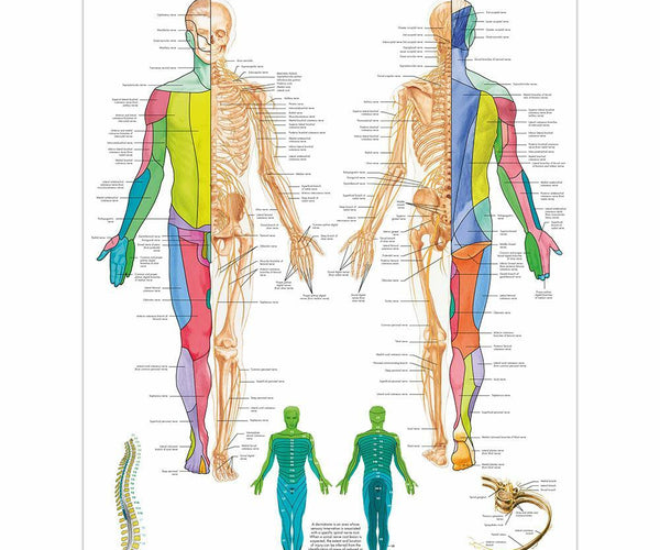 Anatomical Books & Charts - Healthy You